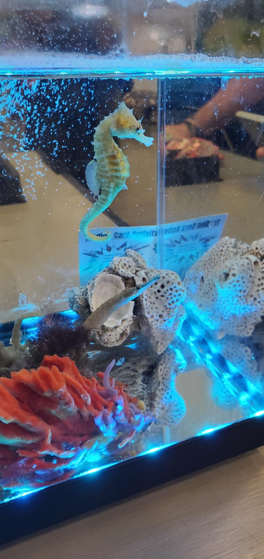 Virginia Marine Resources Commission