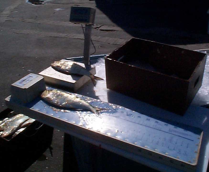 BIOLOGICAL ASSESSMENT PROGRAM